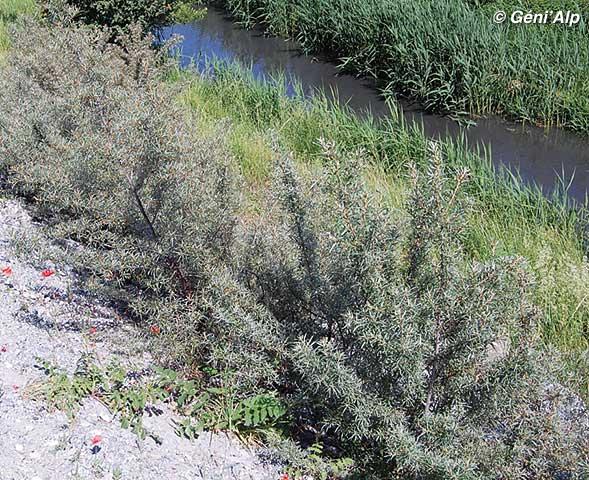 Hippophae rhamnoides L. | Geni'Alp