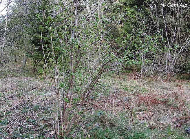 Ribes alpinum L. | Geni'Alp