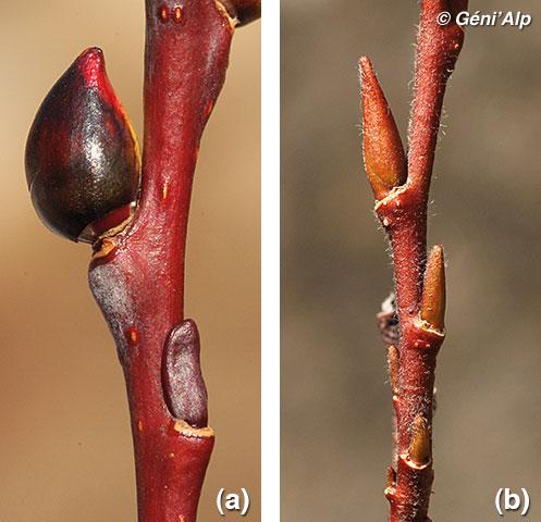 7.1.2.3. Bourgeons | Geni'Alp